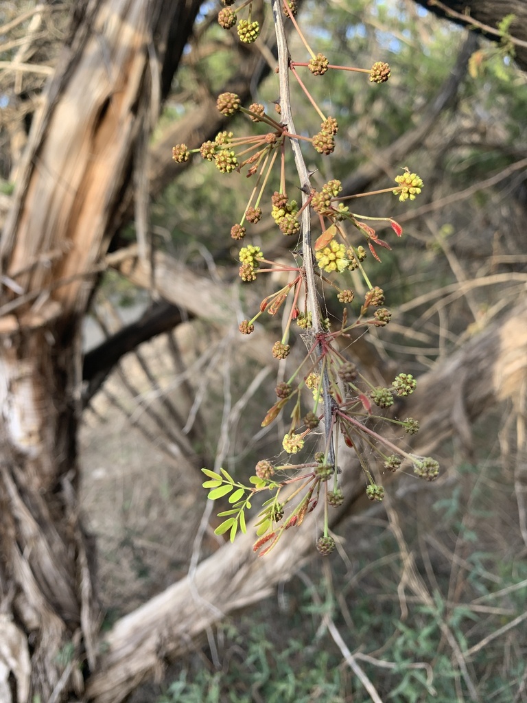 Roundflower Catclaw from Preserve Oak, San Antonio, TX, US on March 18 ...