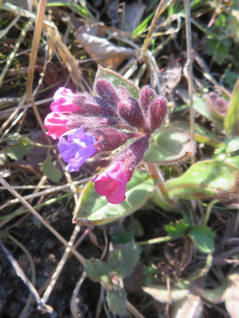 Lungwort from Garrigill Ford on March 18, 2025 at 02:32 PM by Alex ...