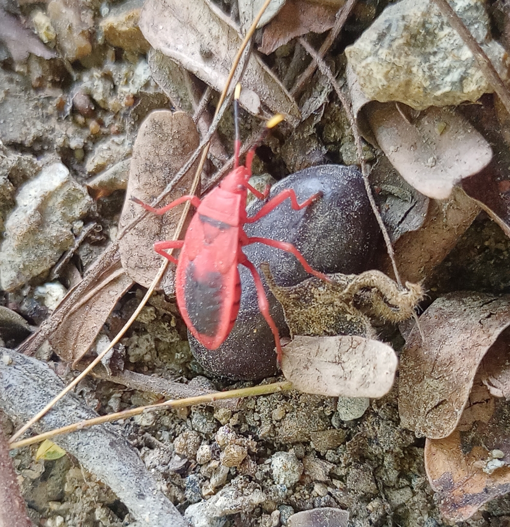 Indian Red Bug from SRM University, R2CW+QJ2, Potheri, SRM Nagar ...