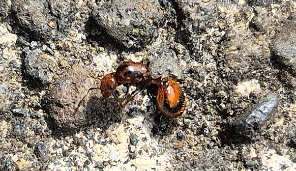 Southern Ant from Eltham, New Zealand on March 15, 2025 at 12:44 PM by ...