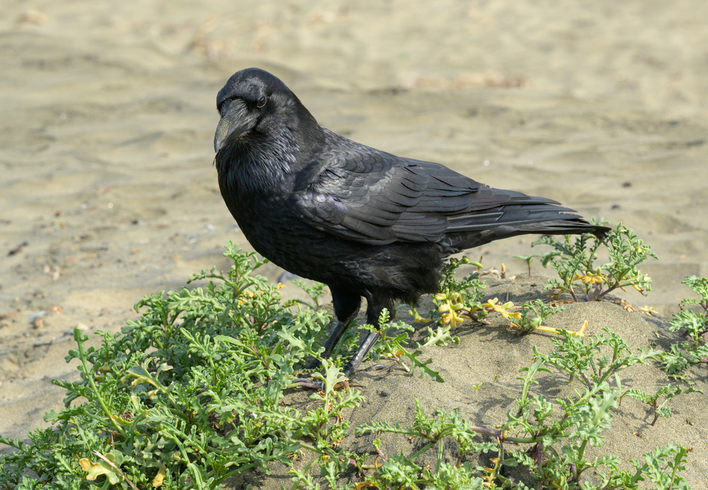 Common Raven from Outer Sunset, San Francisco, CA, USA on February 28 ...