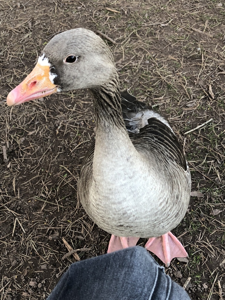 Greylag Goose from Roath Park, Cardiff, Wales, GB on 18 March, 2025 at ...