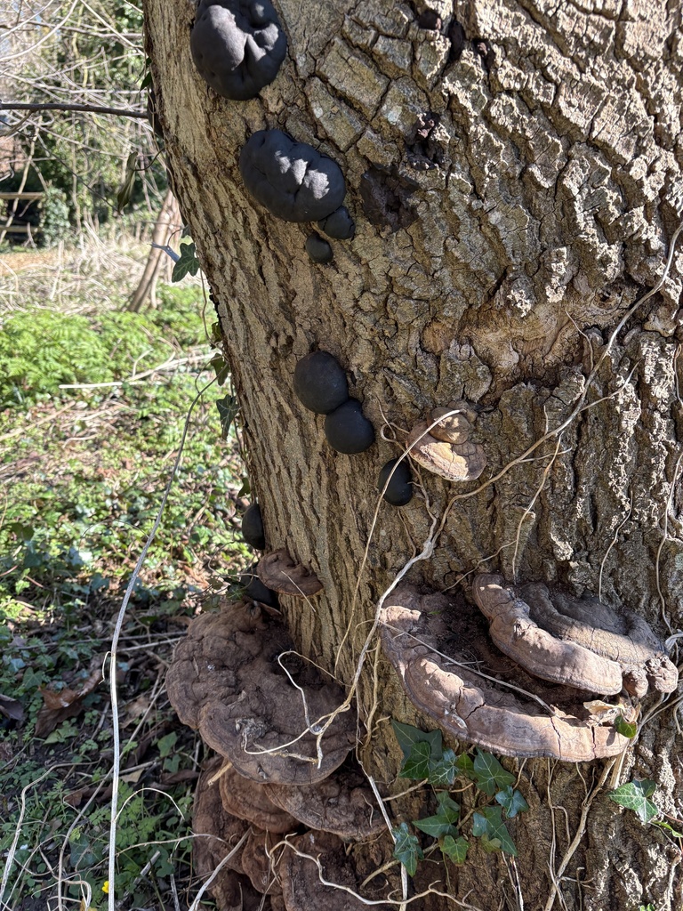 King Alfred's Cakes from Flint Meadow, Neston, England, GB on March 18 ...