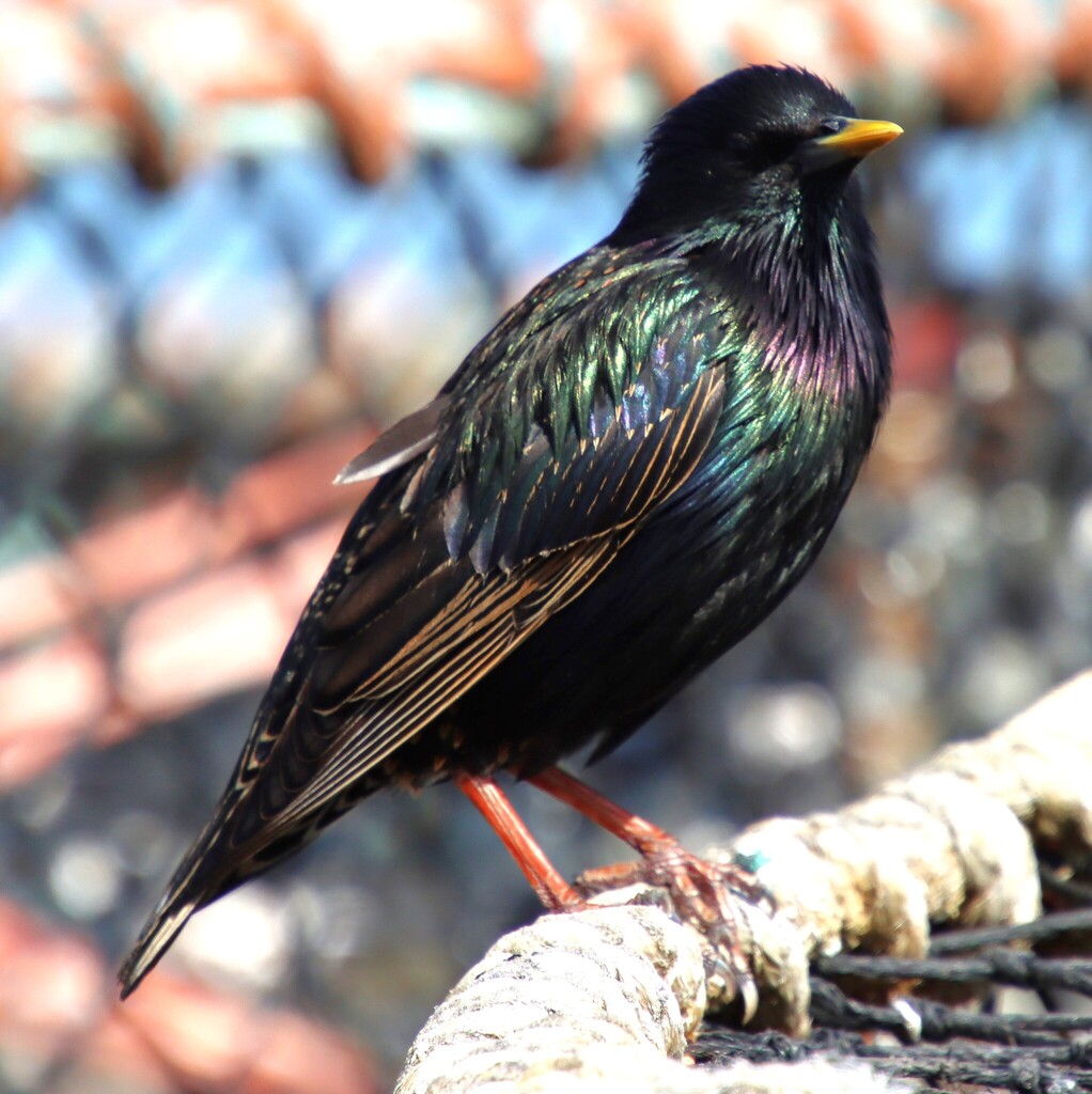 European Starling from Dorset, UK on 12 June, 2021 at 04:26 PM by ...