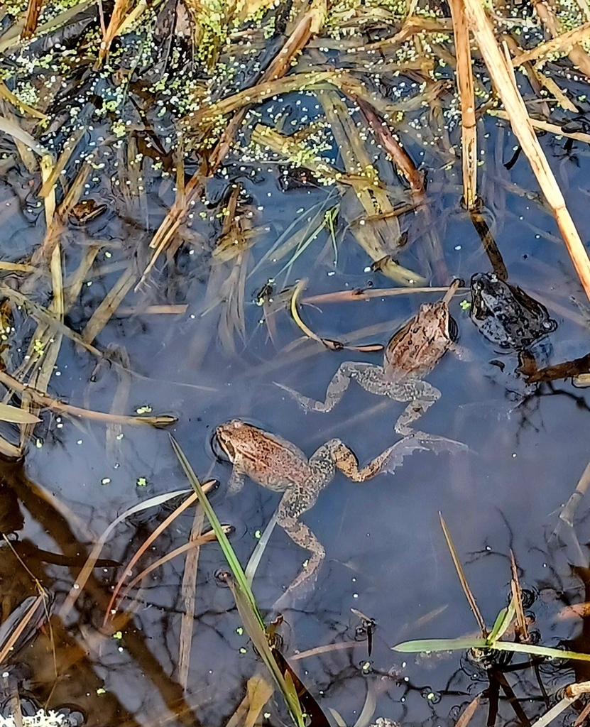 European Common Frog from OBS, Bushy Park, Teddington TW11 0EQ, UK on ...