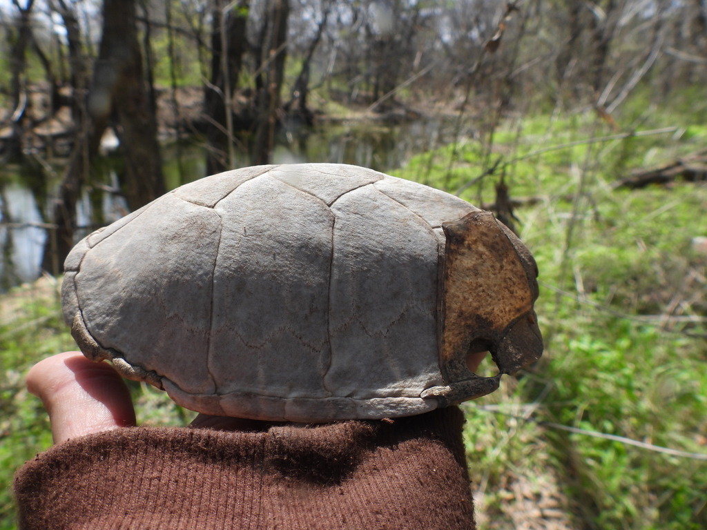 Razor-backed Musk Turtle from Arcadia Trail on March 18, 2025 by Jeri ...
