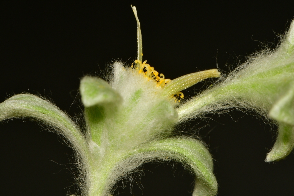 Woolly Devil in March 2025 by Joey Santore. 10 florets per capitulum, 2 ...