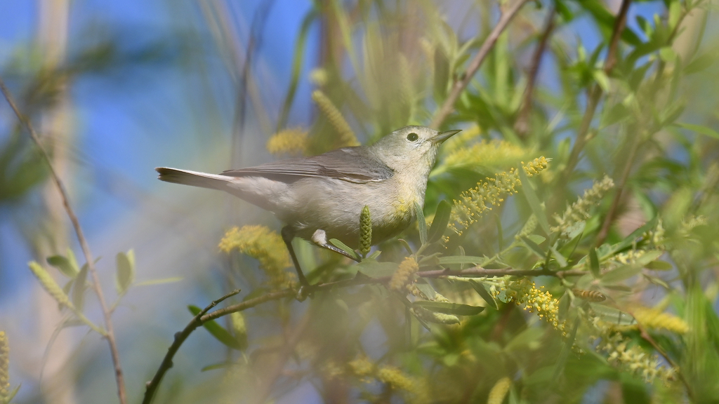 Lucy's Warbler from Port Aransas, TX, USA on March 18, 2025 at 09:17 AM ...