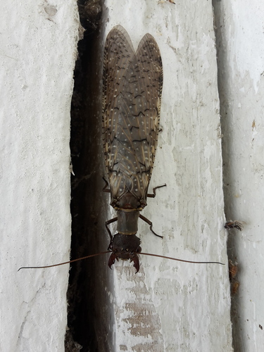 Corydalus magnus · iNaturalist