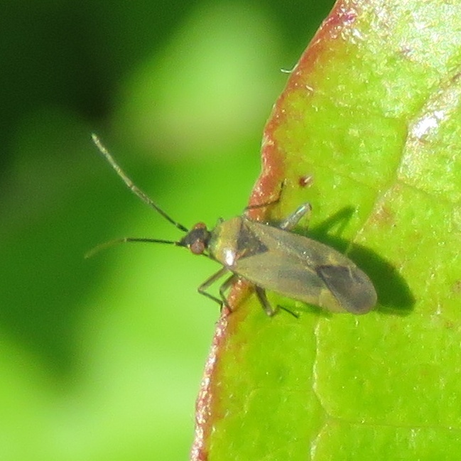 Common Nettle Flower Bug from Netherton Park - Scrub Patch on July 19 ...