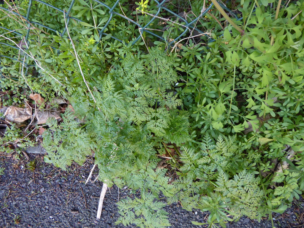 poison hemlock from South Croydon, UK on March 18, 2025 at 04:11 PM by ...