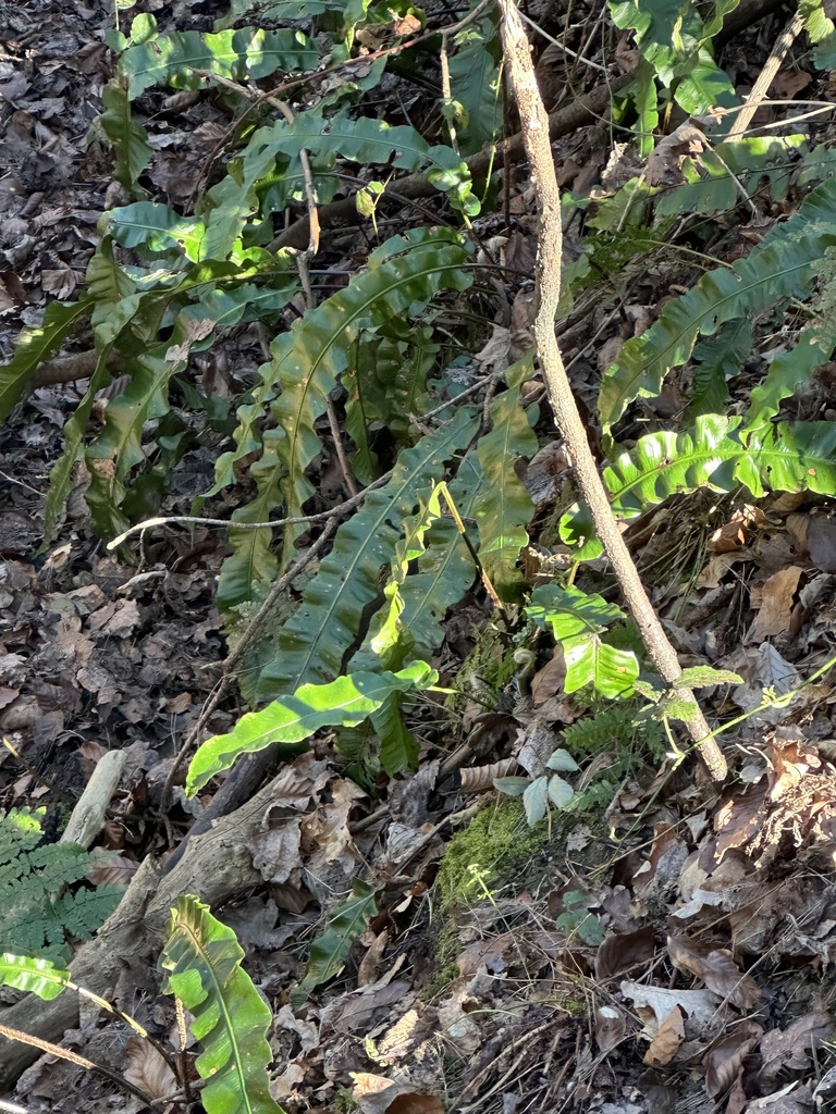 Hart's-tongue fern from South Hanningfield, Chelmsford, England, GB on ...