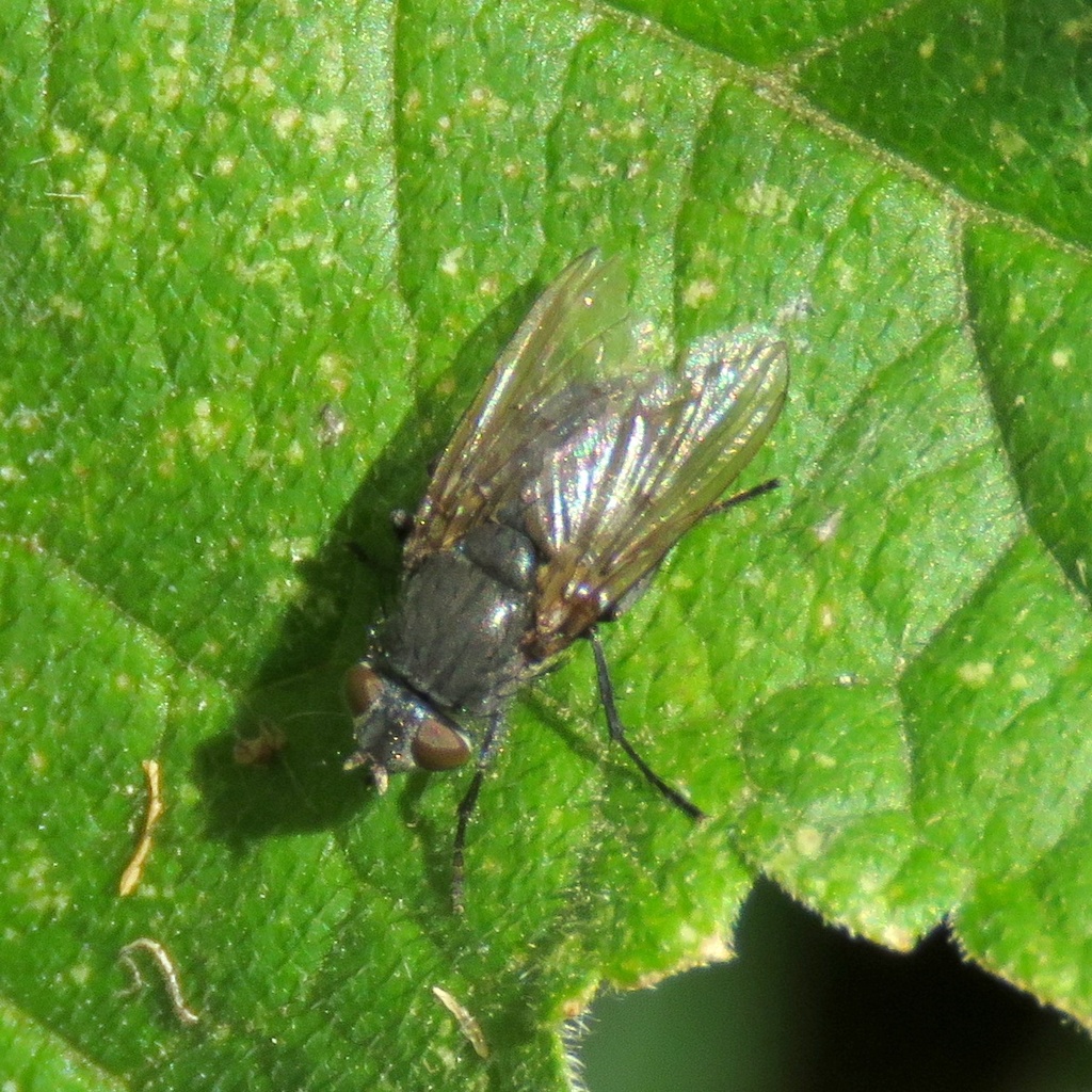 House Flies and Allies from Netherton Park - Scrub Patch on July 19 ...