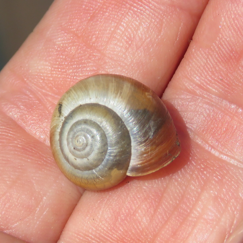 Kentish Snail from Netherton Park - Scrub Patch on July 19, 2024 at 11: ...