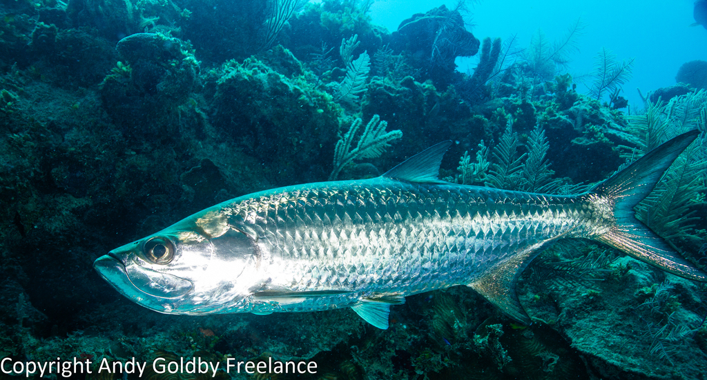 Atlantic Tarpon (Megalops atlanticus) - Marine Life Identification