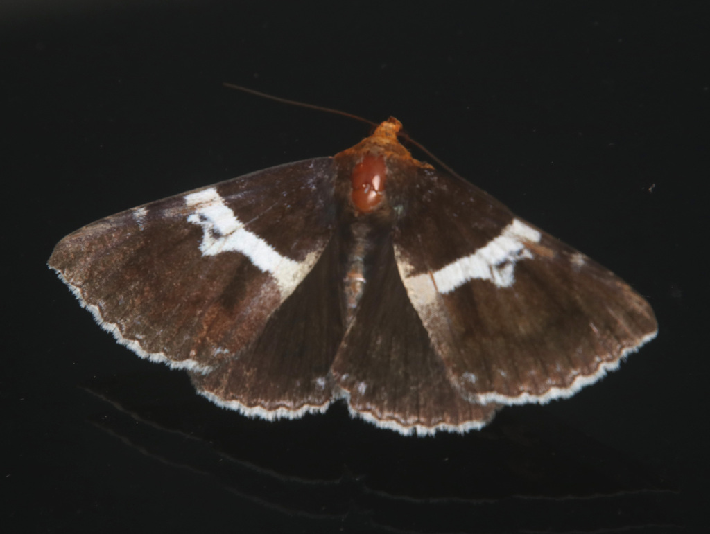 Buzara frontinus in March 2025 by Julie Newton · iNaturalist