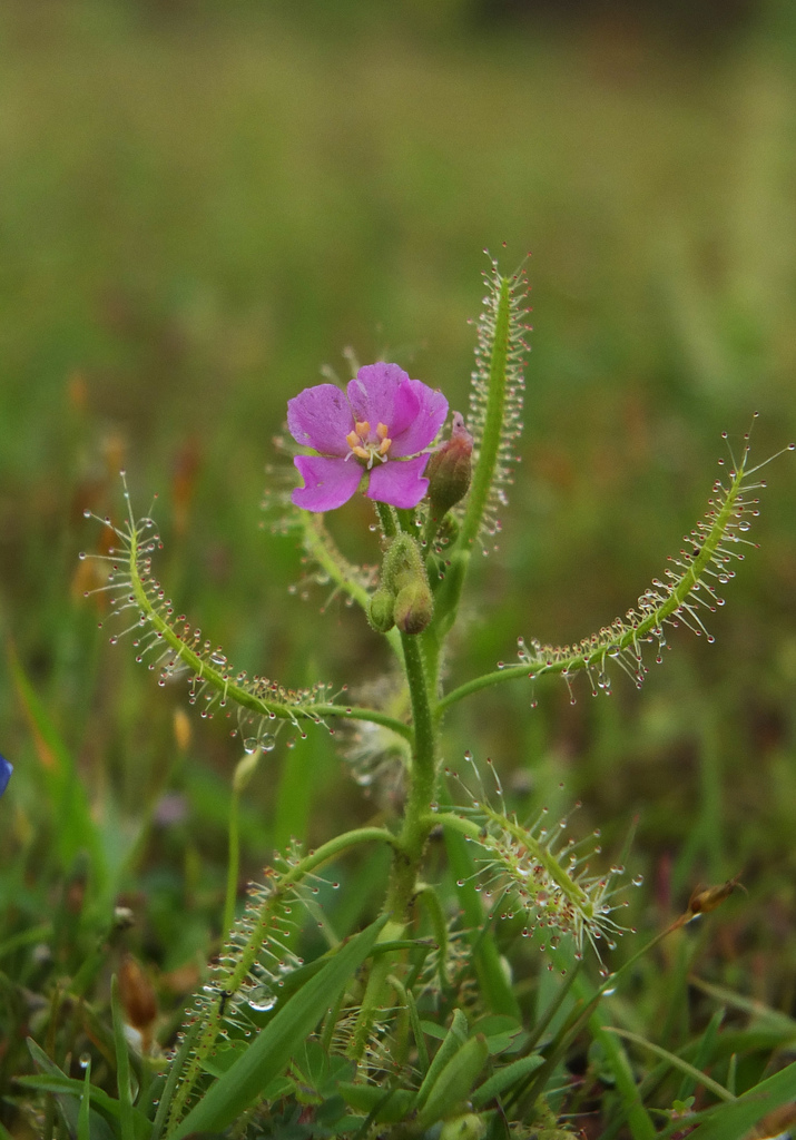 Indian Sundew (Drosera indica) - Botanical Realm