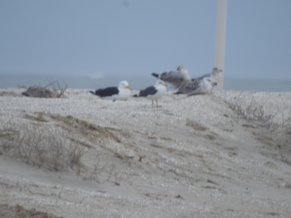 Lesser Black-backed Gull from Accomack County, VA, USA on March 17 ...