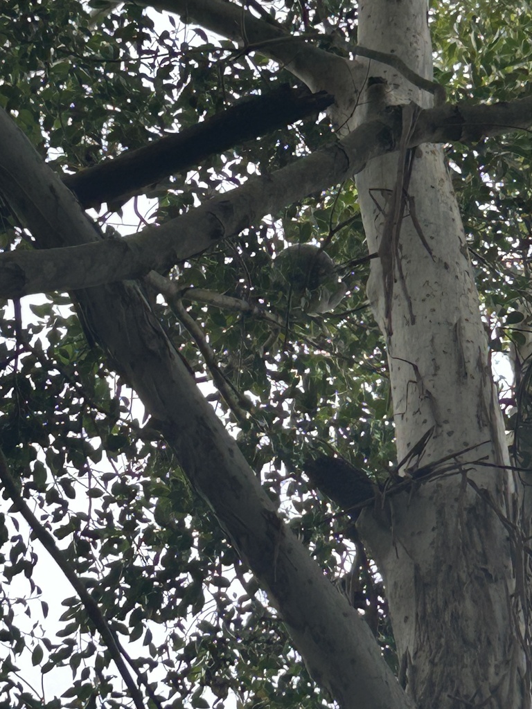 Koala from Pine Rivers Park, Strathpine, QLD, AU on March 19, 2025 at ...
