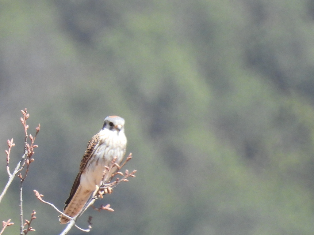 American Kestrel from Arteaga, Coah., México on March 18, 2025 at 01:04 ...