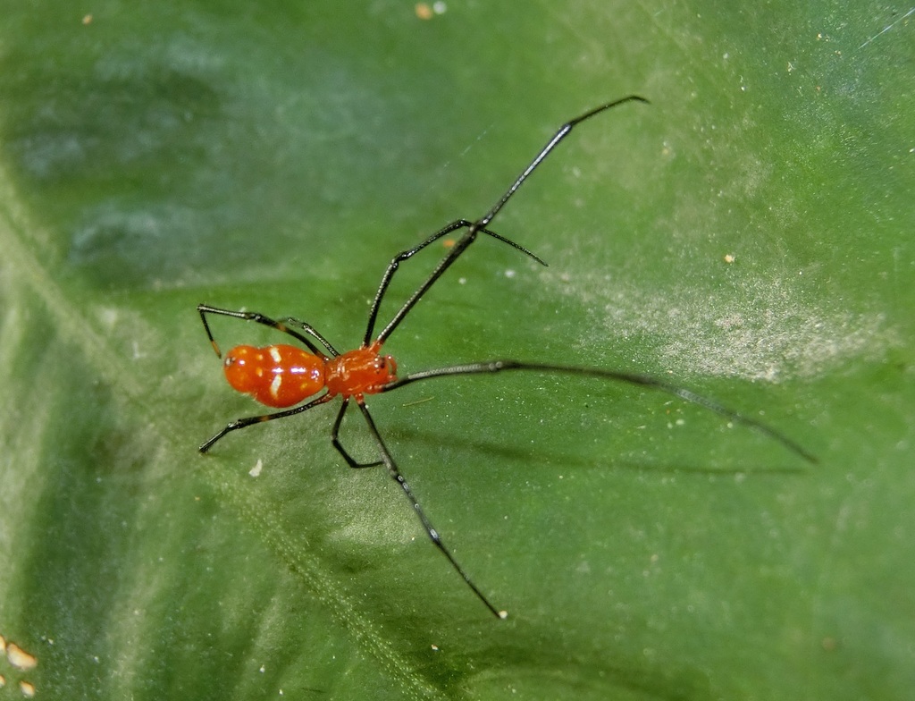 Dewdrop Spiders from 520台灣彰化縣田中鎮 on March 16, 2025 at 03:47 PM by ...