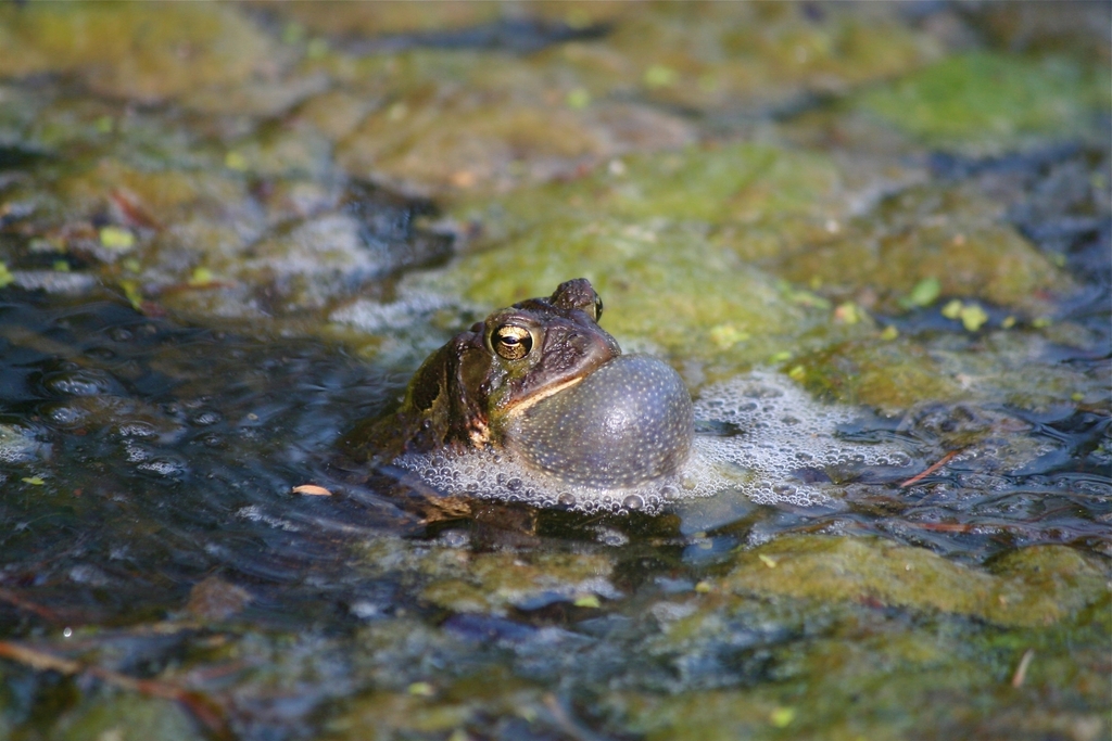 American Toad from Platteville, WI 53818, USA on May 12, 2011 at 06:12 ...