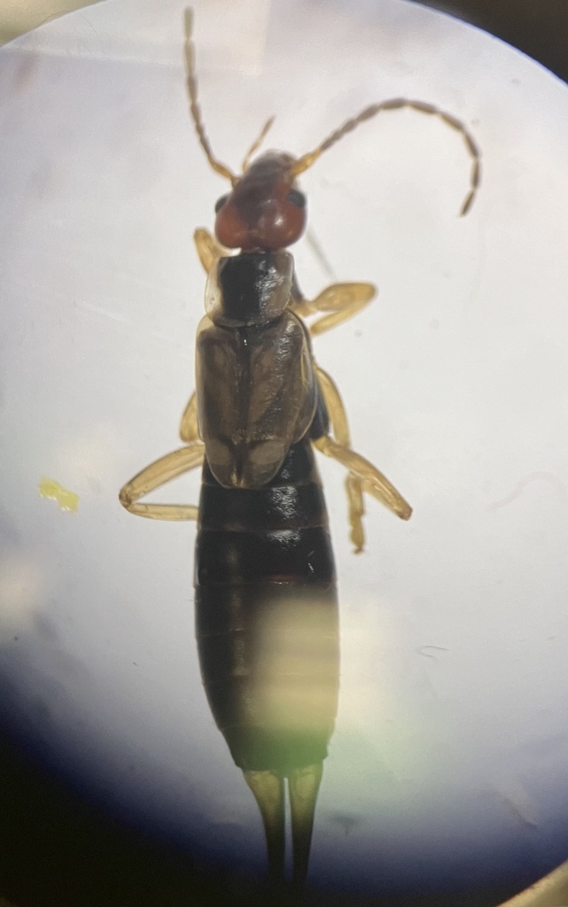 Western Earwig from North Island / Te Ika-a-Māui, Wellington ...