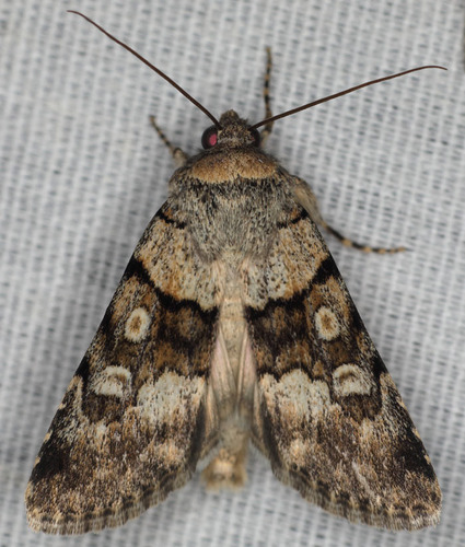 Sympistis homogena · Naturalista Costa Rica