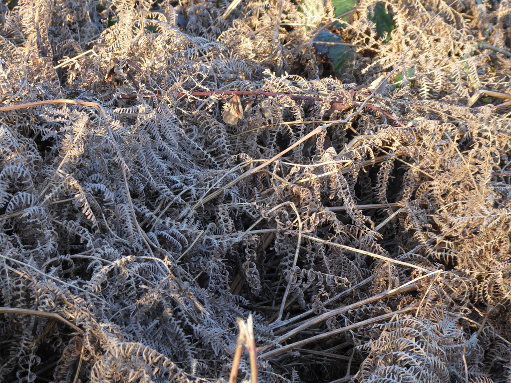 common bracken from South Croydon, UK on March 18, 2025 at 04:52 PM by ...