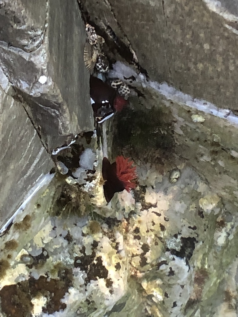 Waratah Anemone from Maroochy - Coastal North, AU-QL, AU on October 3 ...