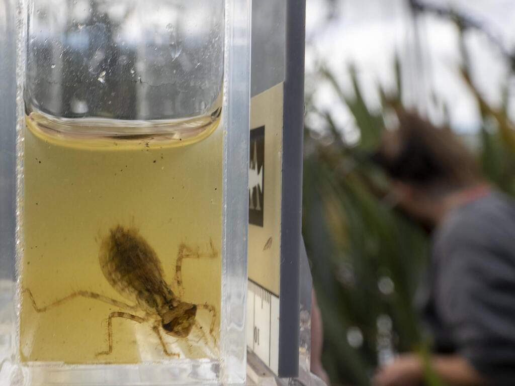 Smith's Dragonfly from Omata 4374, New Zealand on February 23, 2025 at ...