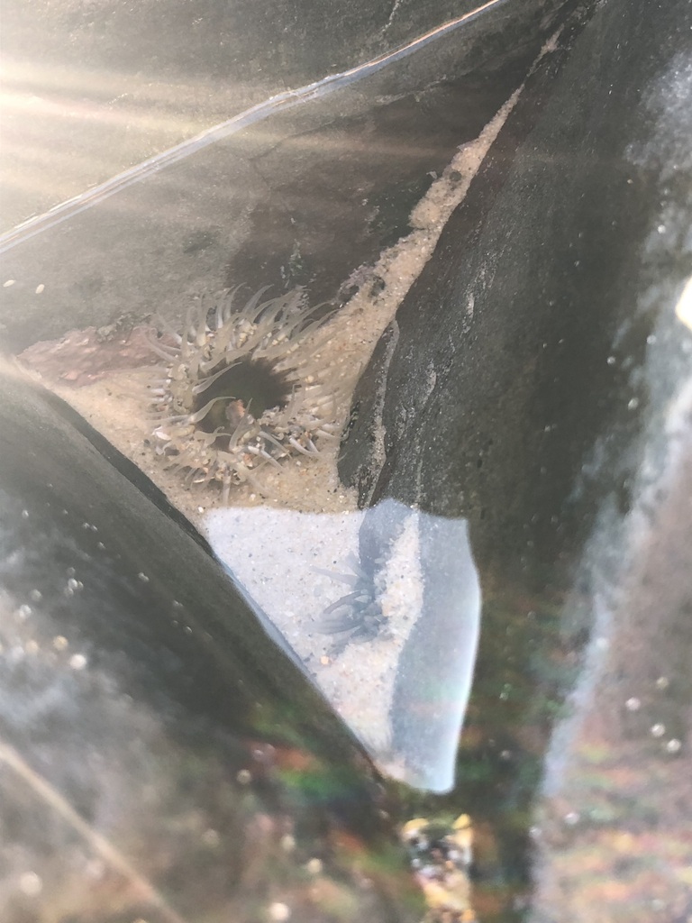 Speckled rock anemone from Maroochy - Coastal North, AU-QL, AU on ...