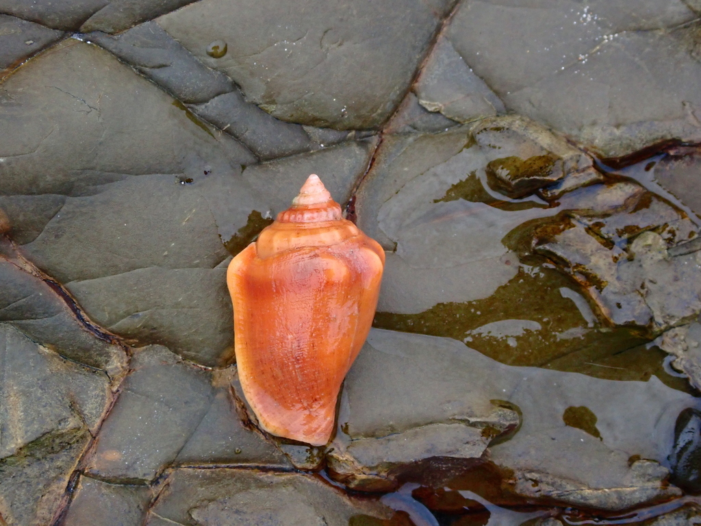 Variable Stromb from Woolgoolga NSW 2456, Australia on March 18, 2025 ...