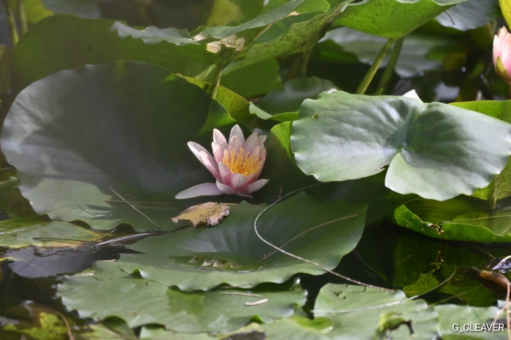 European White Waterlily from Elanora Heights NSW 2101, Australia on ...