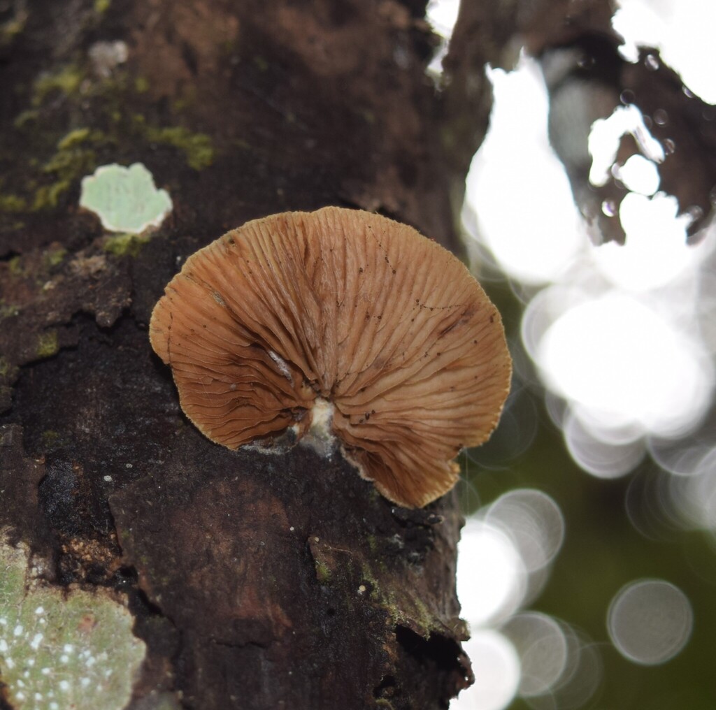 Crepidotus eucalyptorum from Kaihere, New Zealand on March 19, 2025 at ...