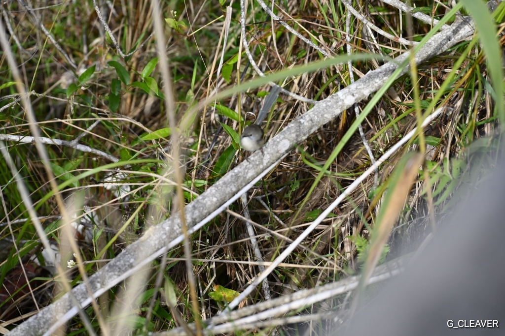 Variegated Fairywren from North Narrabeen NSW 2101, Australia on March ...