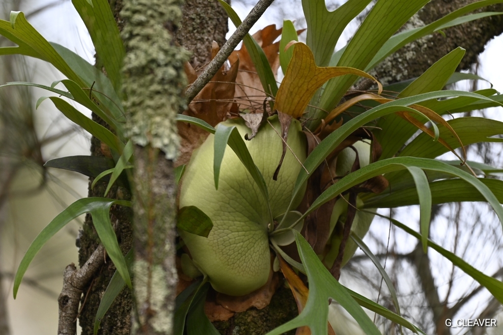 Elkhorn fern from North Narrabeen NSW 2101, Australia on March 19, 2025 ...