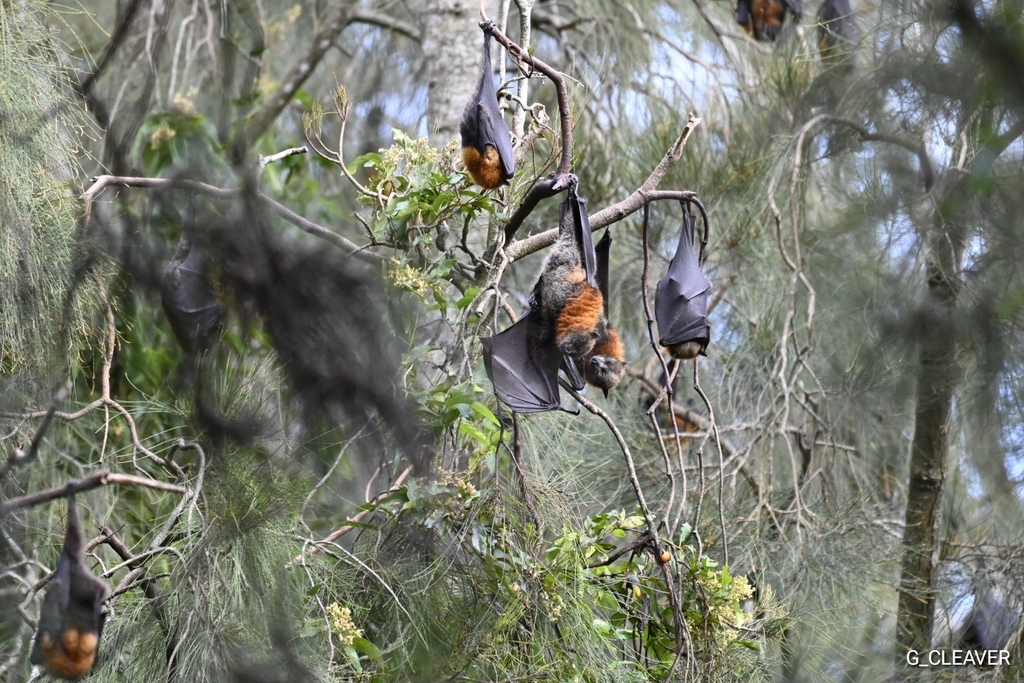 Grey-headed Flying-fox from North Narrabeen NSW 2101, Australia on ...
