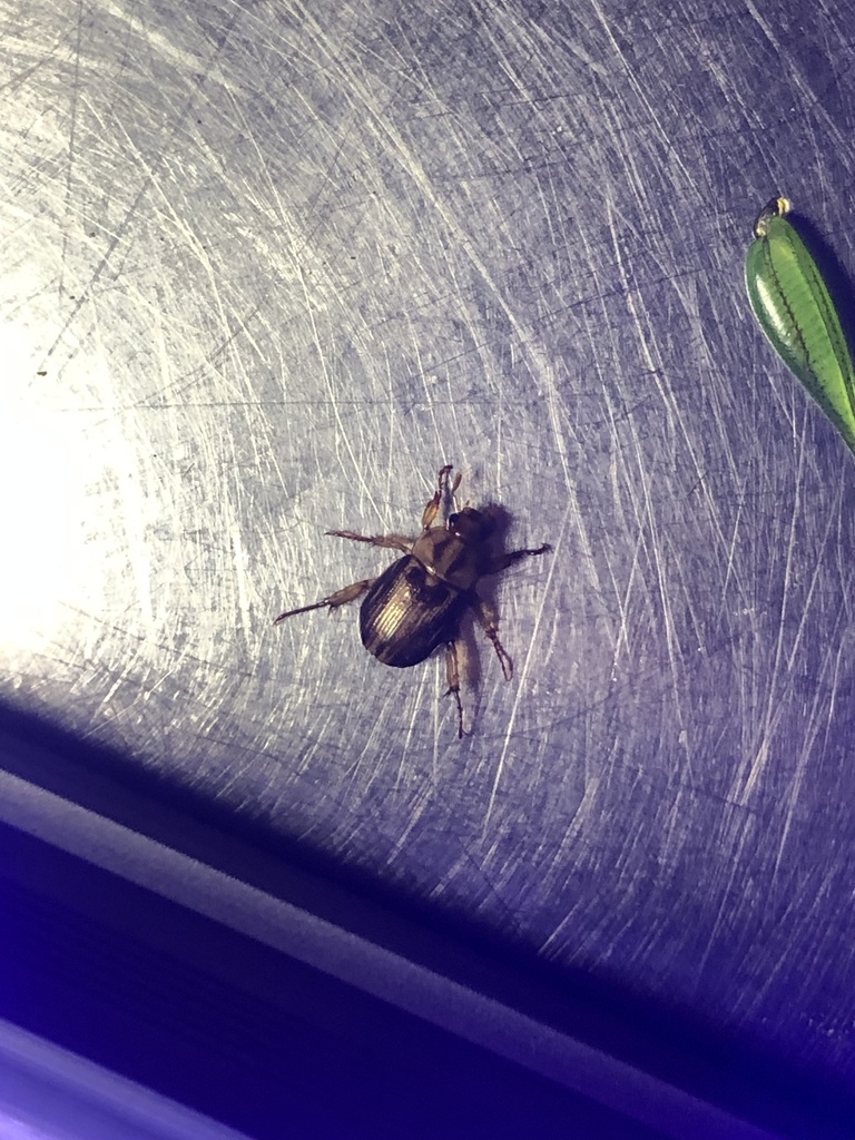 Anomala pallida from Sulawesi, Tomohon, North Sulawesi, ID on December ...
