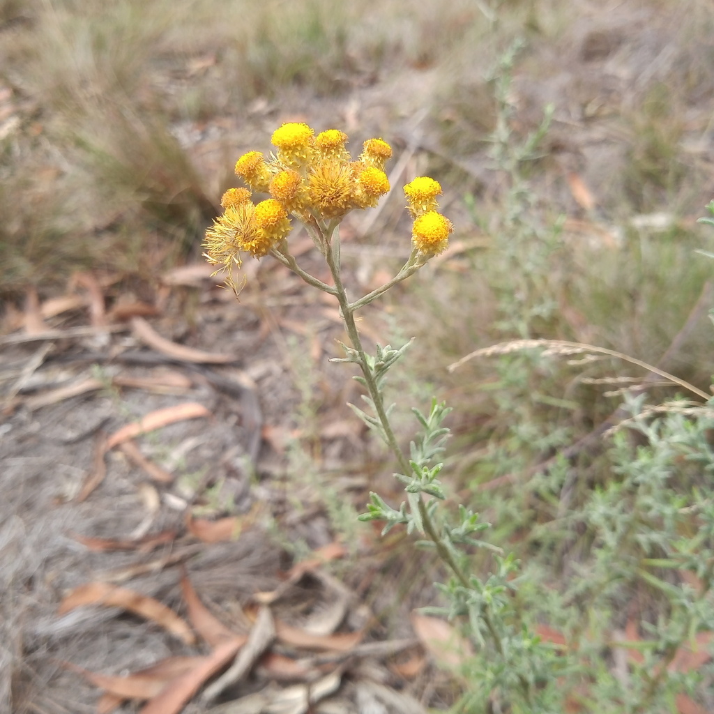 clustered everlasting from Thomson VIC 3825, Australia on March 11 ...