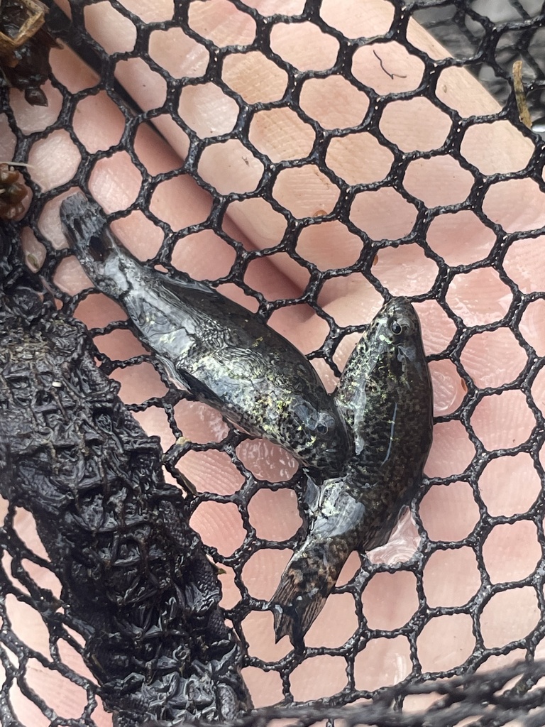 Banded Pygmy Sunfish from Fosters Loop Rd, Fosters, AL, US on March 18 ...