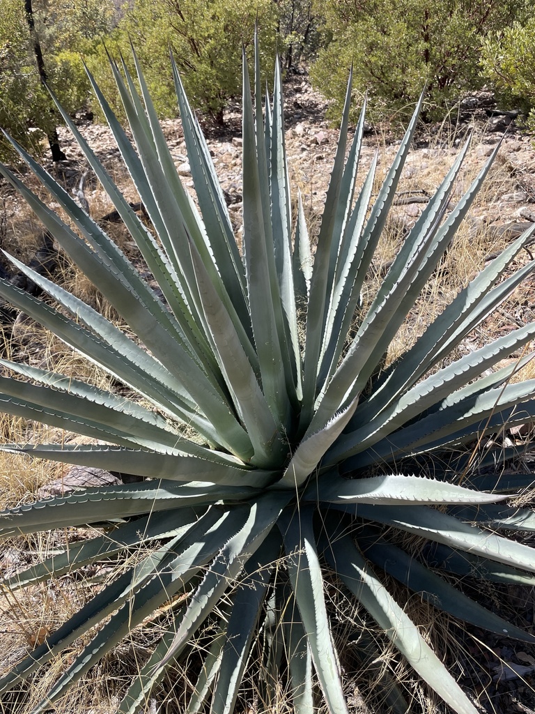 Palmer's agave from Coronado National Forest, Hereford, AZ, US on March ...