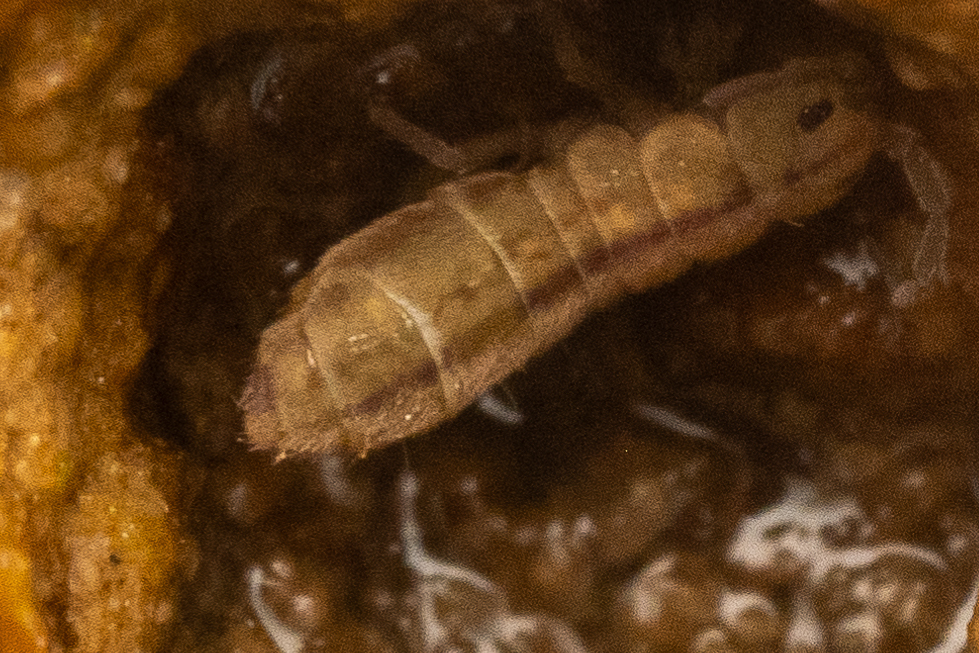Isotomurus from Delta, BC, Canada on March 18, 2025 at 10:50 AM by Alan ...