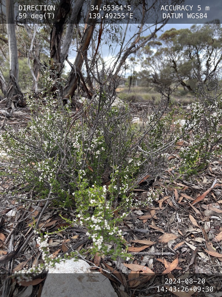 prickly cryptandra from Swan Reach SA 5354, Australia on August 22 ...