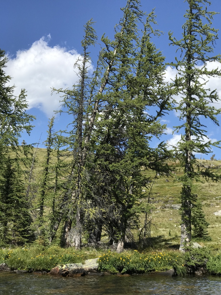subalpine larch (Handbook for the Native Trees of Oregon) · iNaturalist