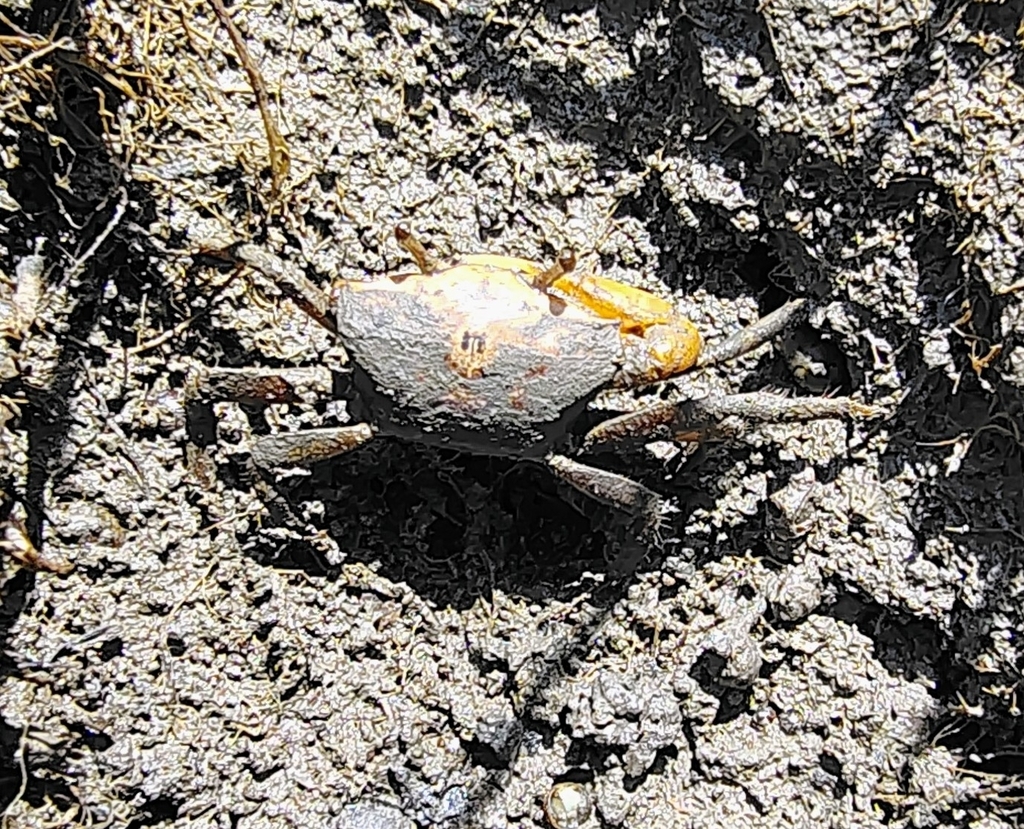 Mudflat Fiddler Crab from 92784 Ver., México on March 18, 2025 at 12:33 ...