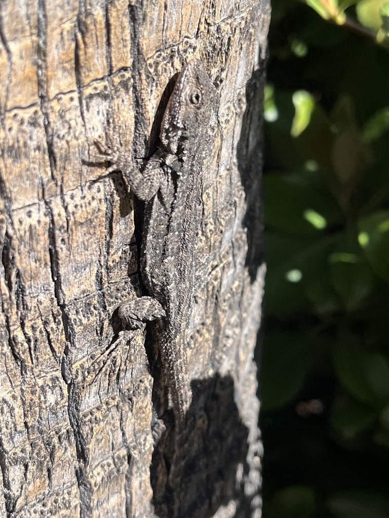 Ornate Tree Lizard from Aerospace & Mechanical Engineering, Tucson, AZ ...