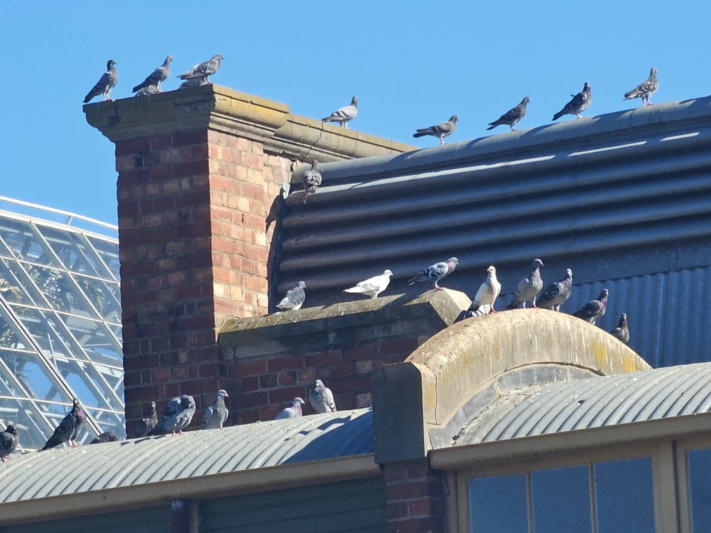 Feral Pigeon from Goodman Building, Adelaide SA 5000, Australia on ...