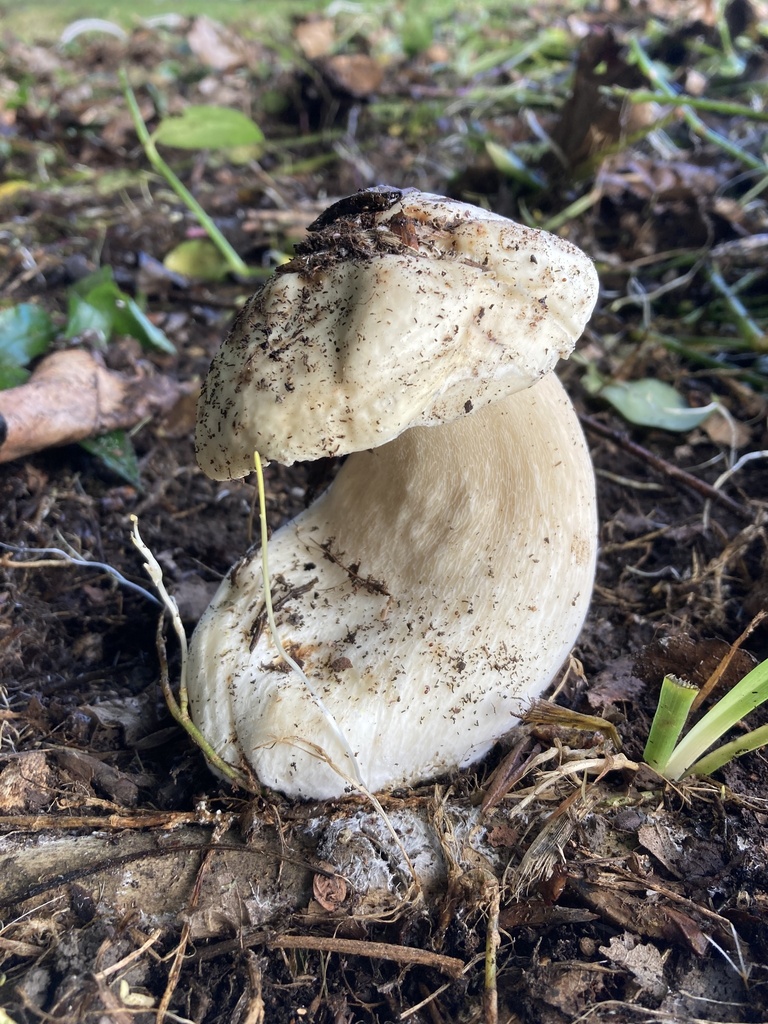 Porcini and Allies from Corfe Reserve, Christchurch, Canterbury, NZ on ...