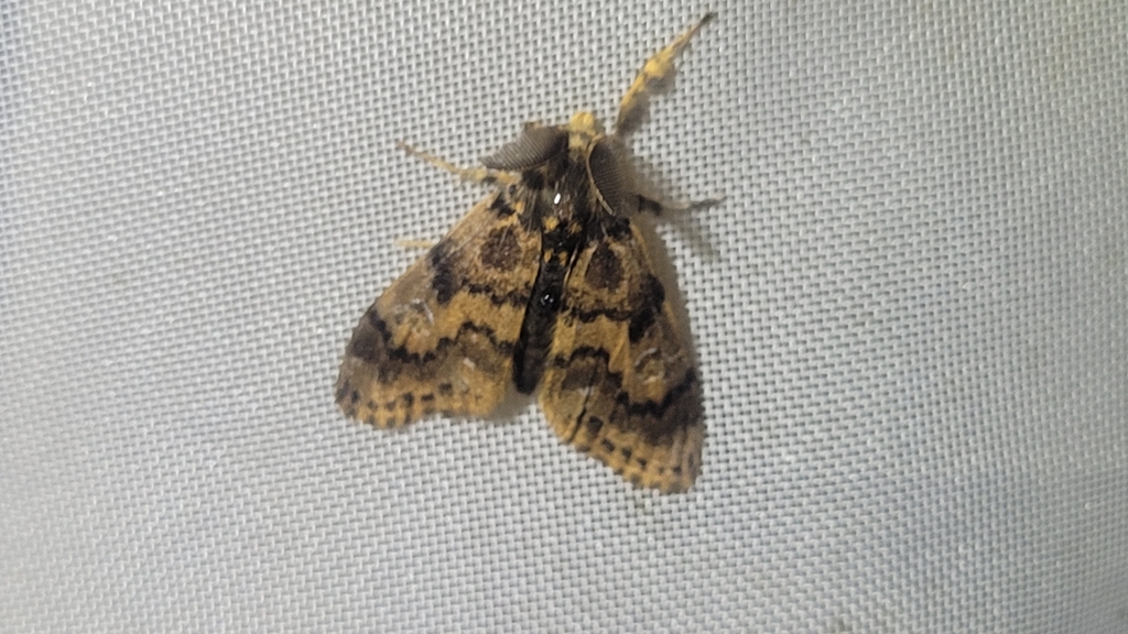 Painted apple moth from O'Connor ACT 2602, Australia on March 19, 2025 ...